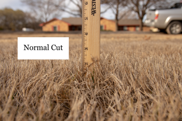 Scalping a Lawn vs. Mowing Low and Bagging - No Bugs No Weeds