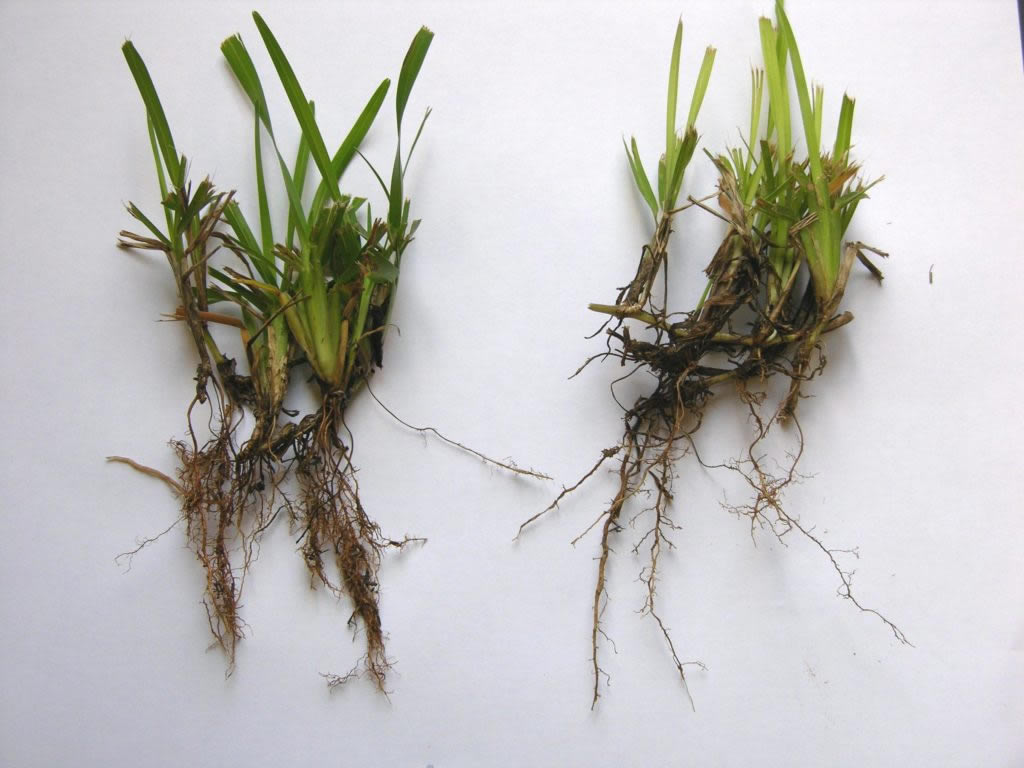 Identifying Take-All Root Rot - No Bugs No Weeds Identifying Take-All Root Rot - No Bugs No Weeds